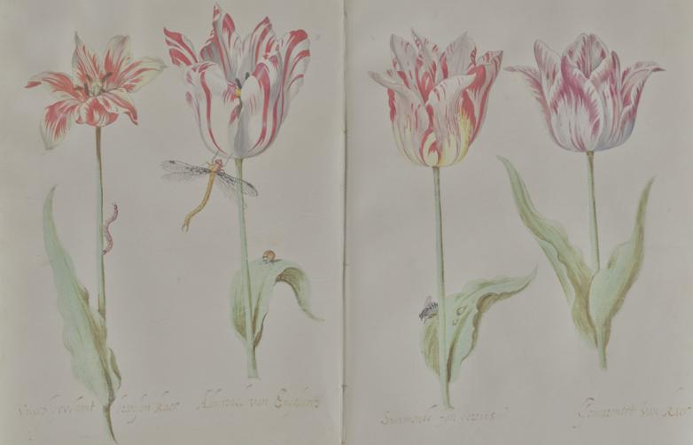 Exhibition of 17th-Century Dutch Drawings Opens in October